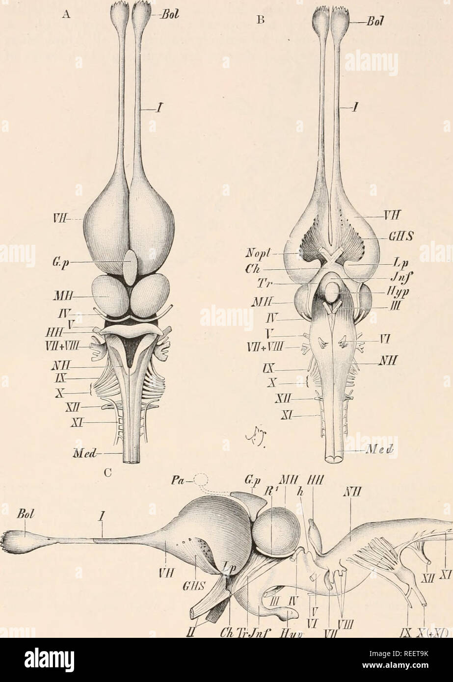Comparative Anatomy