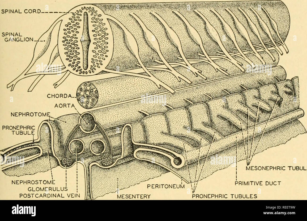 . Comparative anatomy. Anatomy, Comparative. REPRODUCTION 97 SPINAL ...