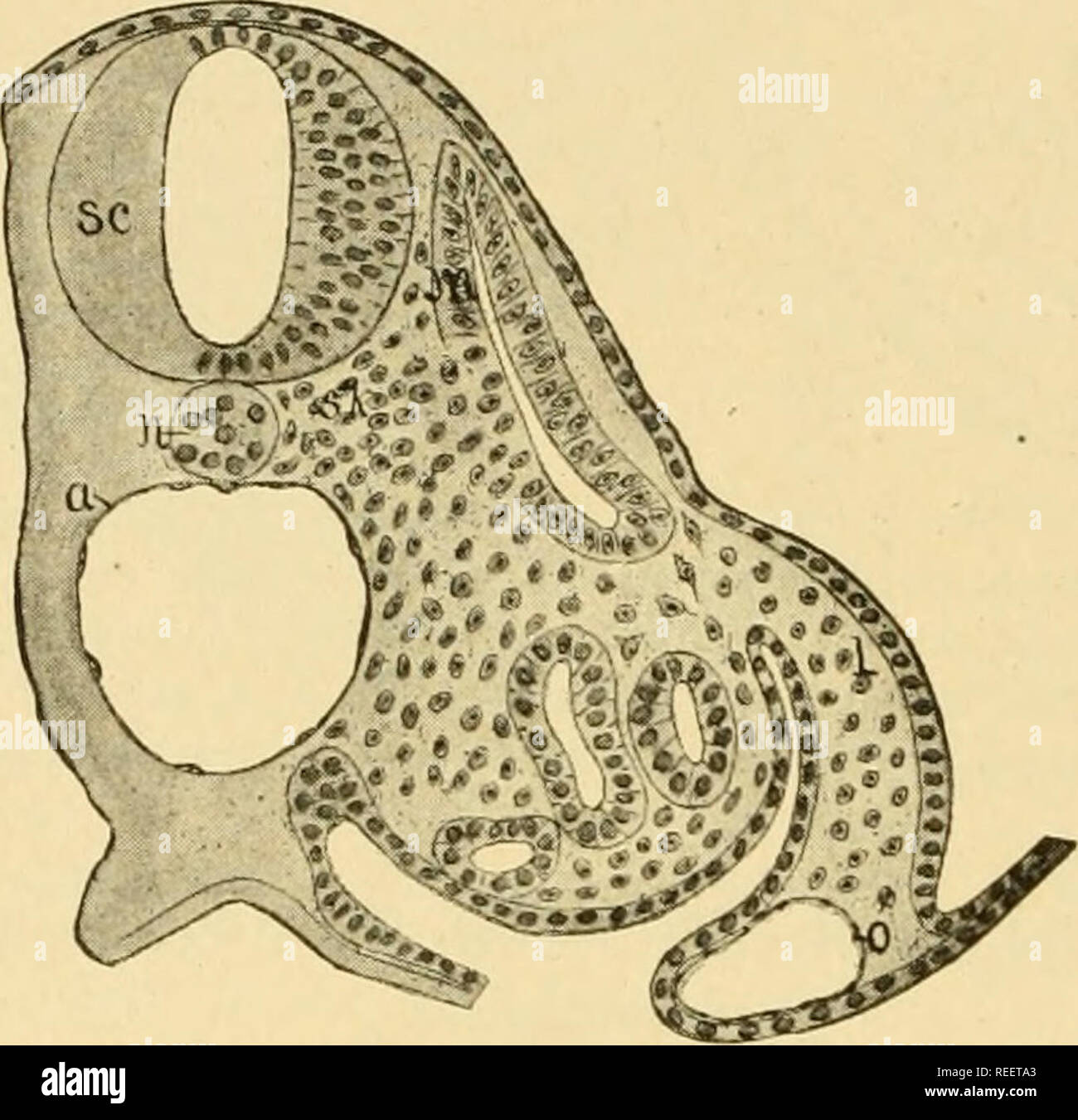 Kidney mode hi-res stock photography and images - Alamy