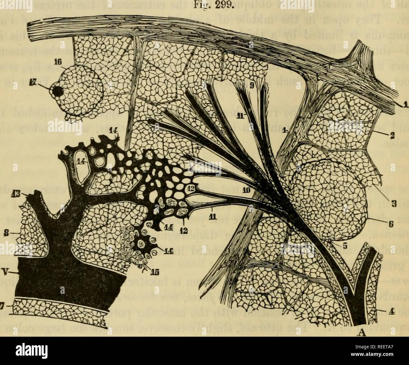 . The comparative anatomy of the domesticated animals. Veterinary ...
