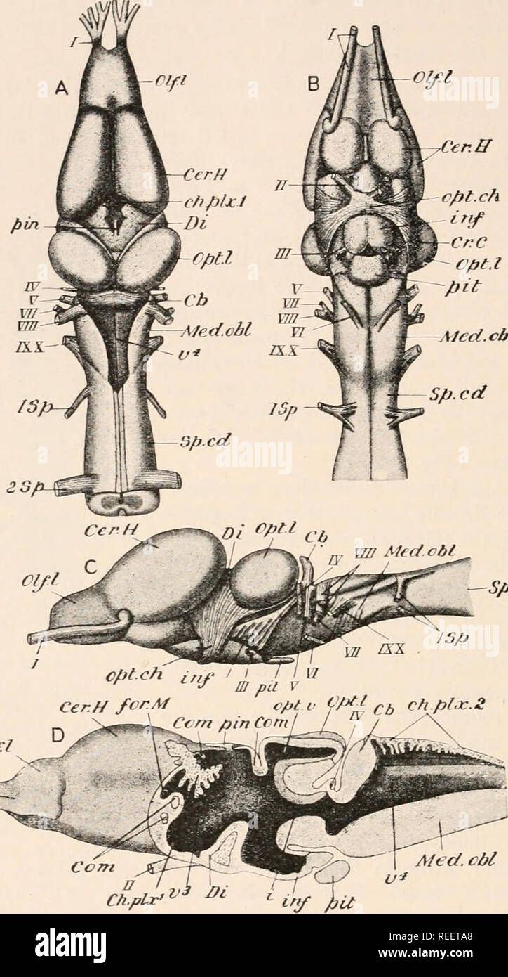 Frog rana sp hi-res stock photography and images - Alamy