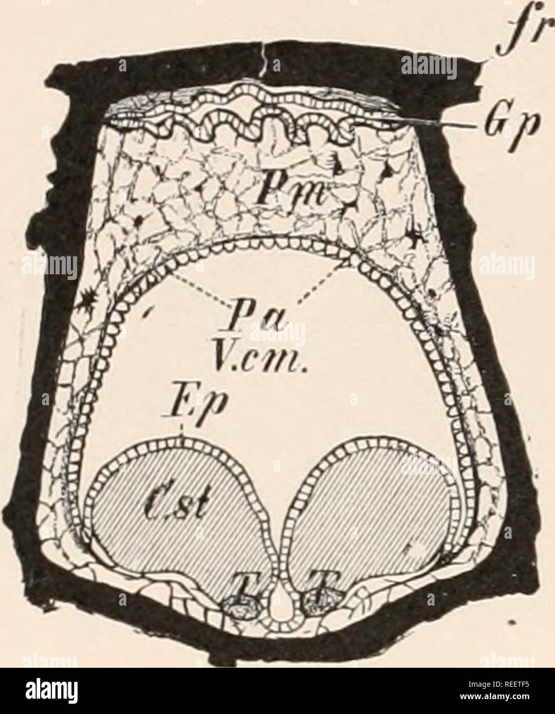 . Comparative anatomy of vertebrates. Anatomy, Comparative; Vertebrates ...