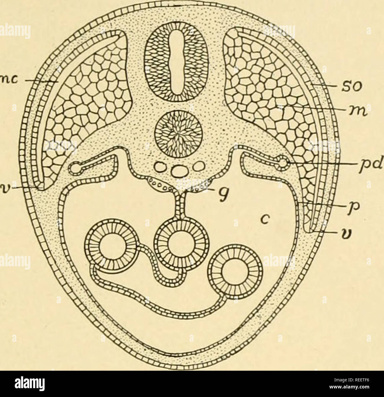 . Comparative anatomy. Anatomy, Comparative. REPRODUCTION 95 tion of ...