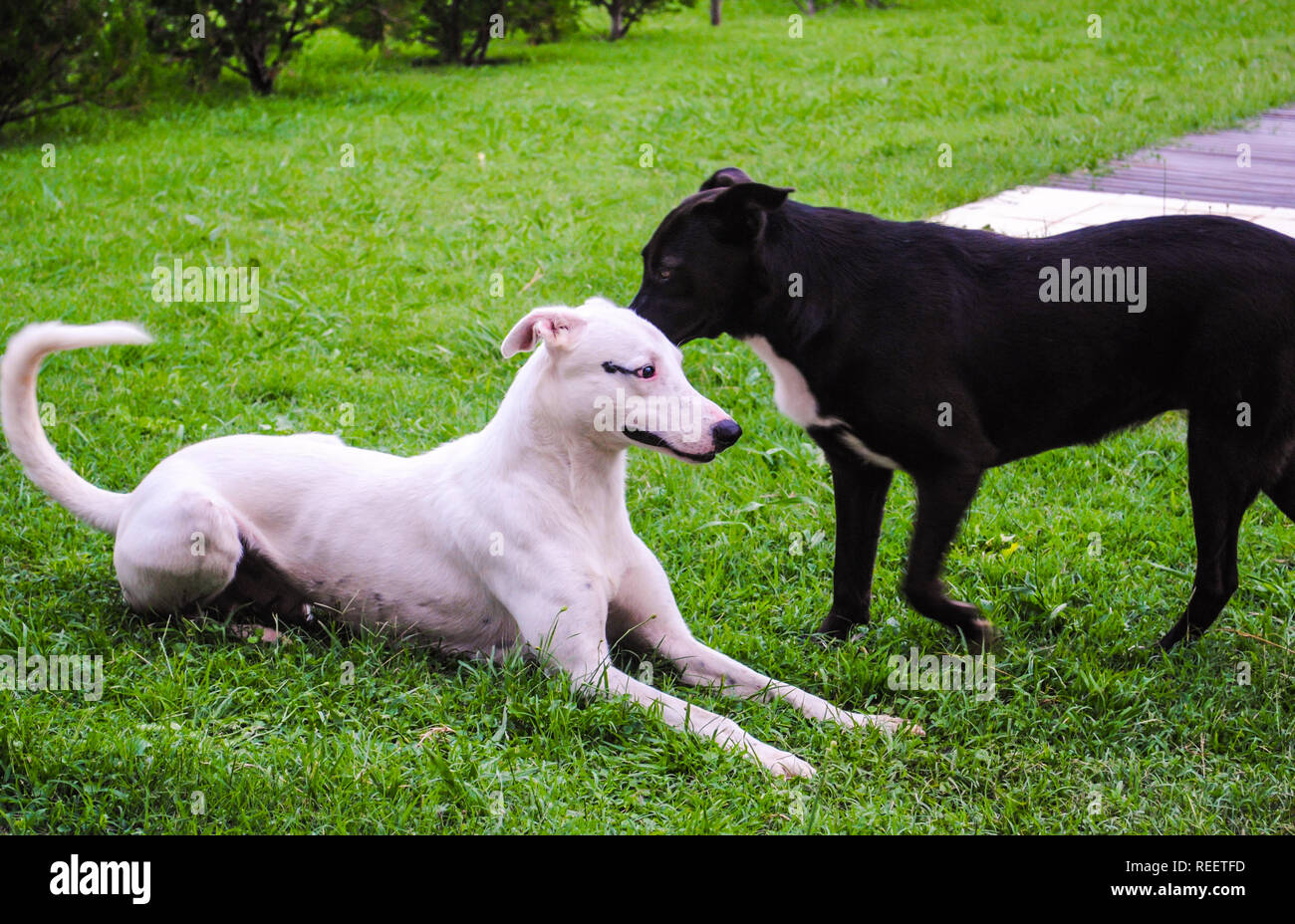 Dogs sharing a secret Stock Photo - Alamy