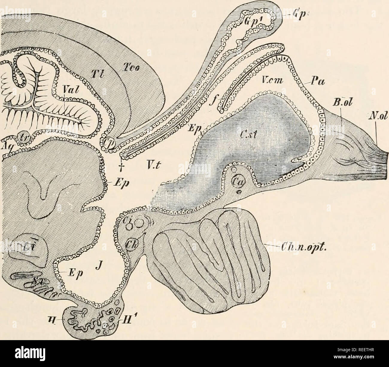 . Comparative anatomy of vertebrates. Anatomy, Comparative; Vertebrates ...