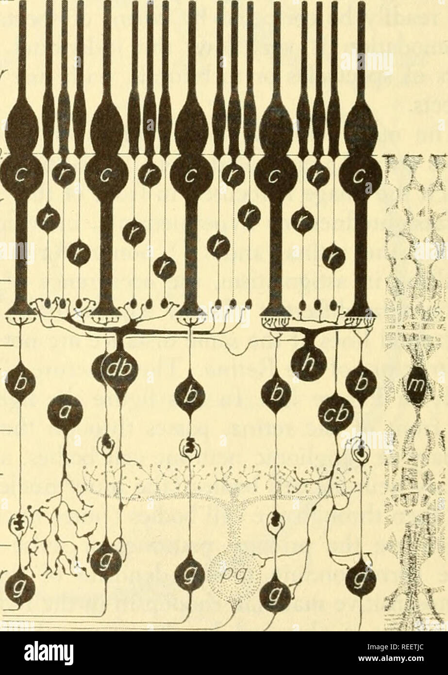 . Comparative animal physiology. Physiology, Comparative; Physiology ...