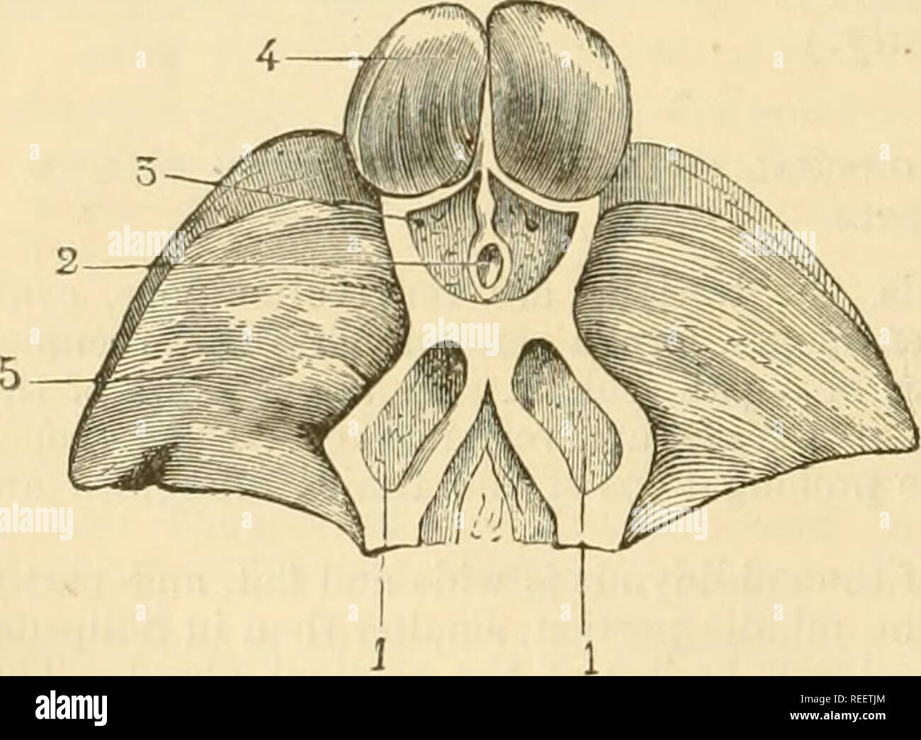 Erectile tissue hi-res stock photography and images - Alamy