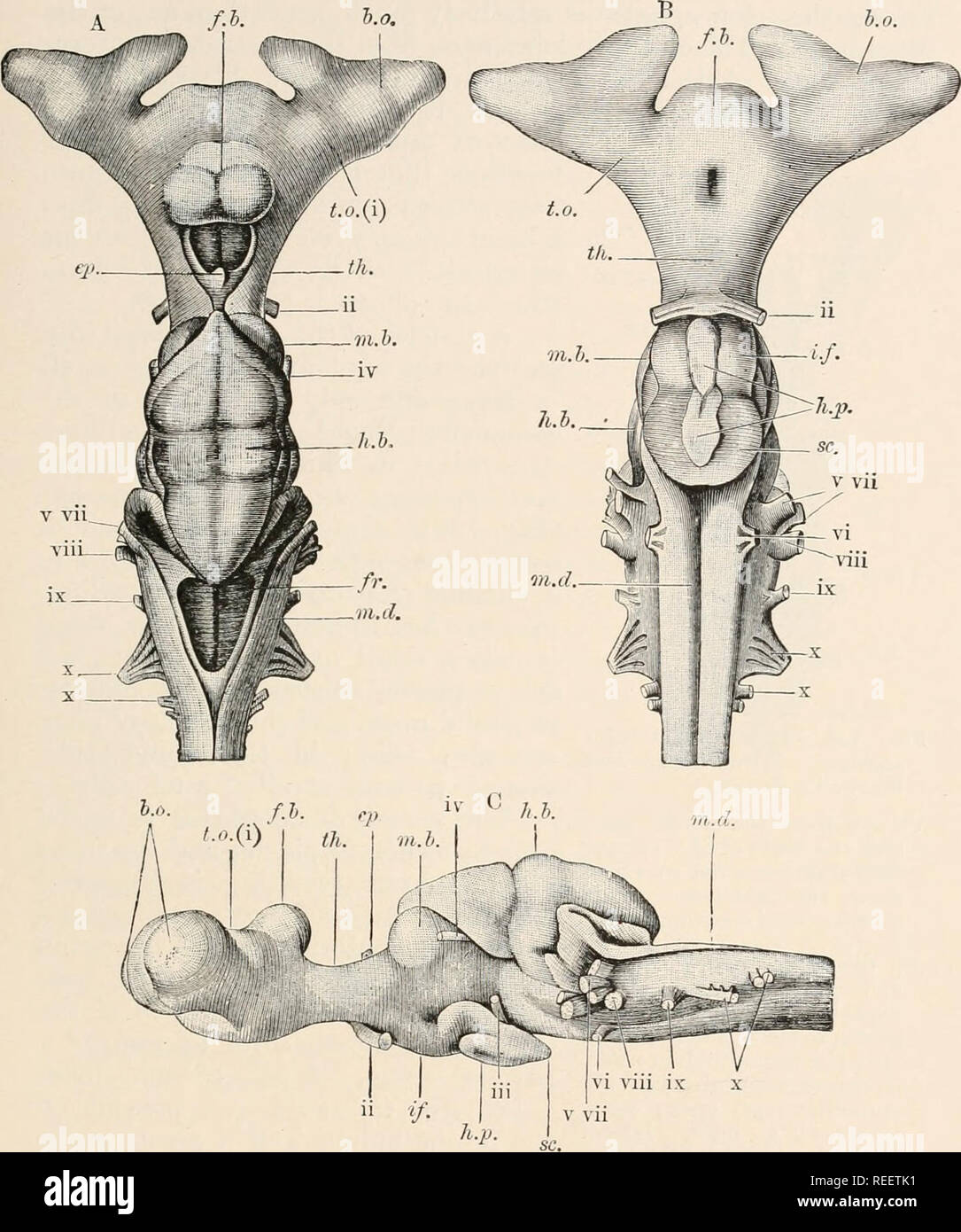 . Comparative anatomy of vertebrates. Anatomy, Comparative; Vertebrates ...