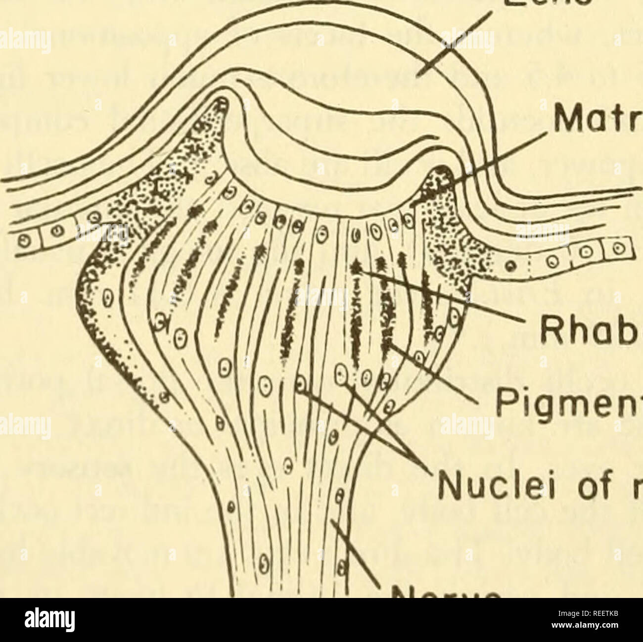 Animal eye diagram hi-res stock photography and images - Alamy
