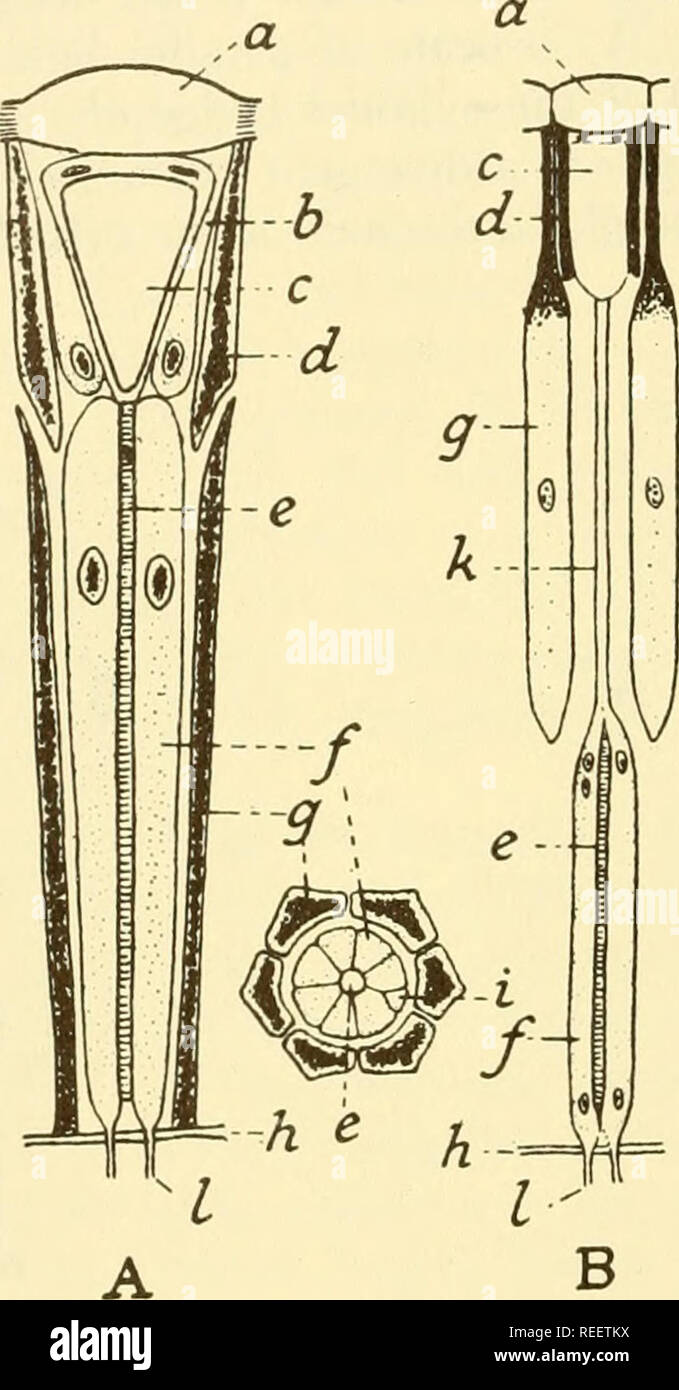 . Comparative animal physiology. Physiology, Comparative; Physiology ...