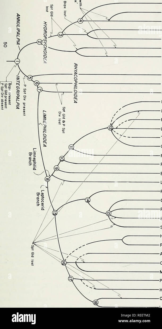 . The comparative morphology and evolution of the internal female ...