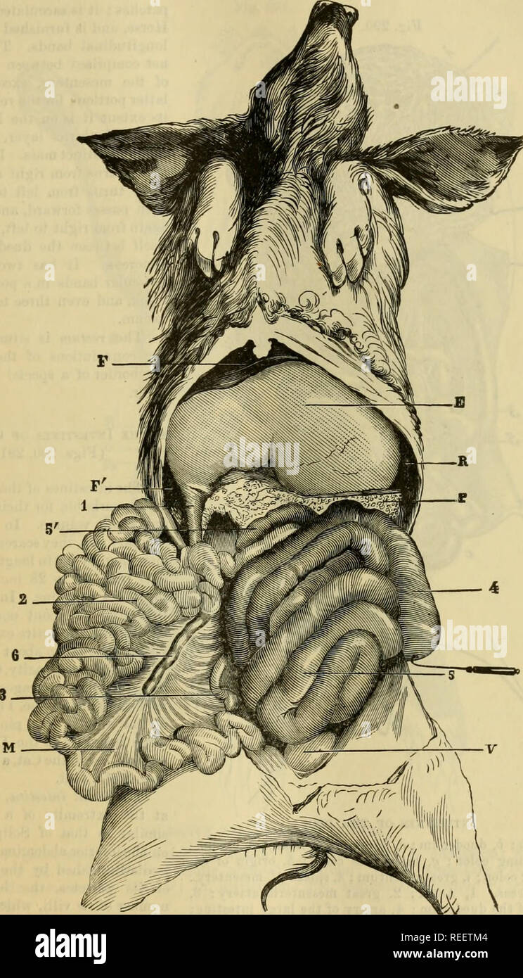 Pig Bladder High Resolution Stock Photography and Images - Alamy
