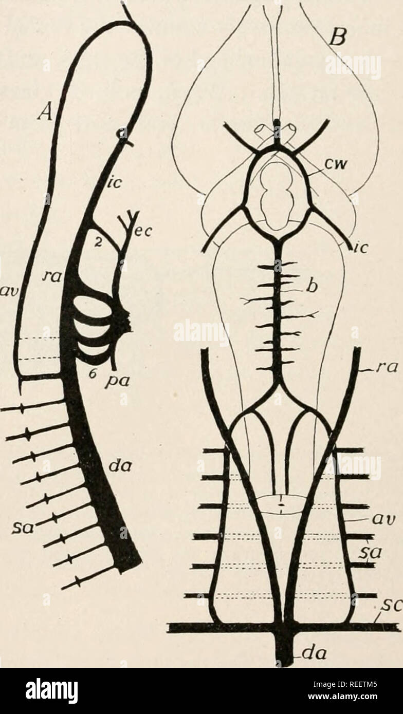 . Comparative anatomy of vertebrates. Anatomy, Comparative; Vertebrates ...