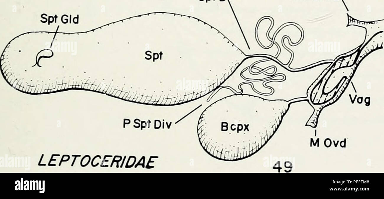 Helicopsychidae hi-res stock photography and images - Alamy