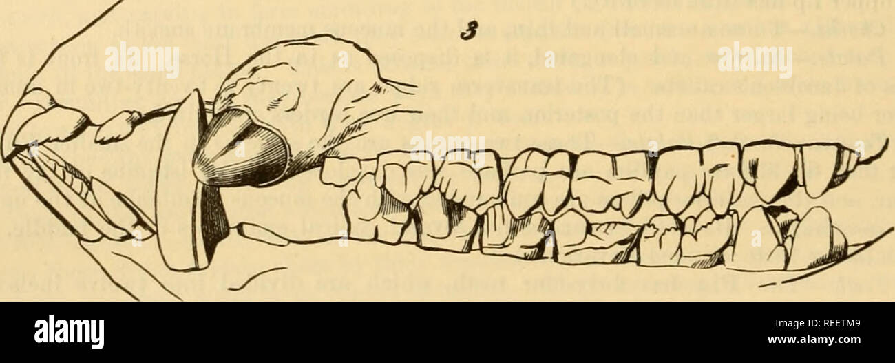 . The comparative anatomy of the domesticated animals. Horses ...