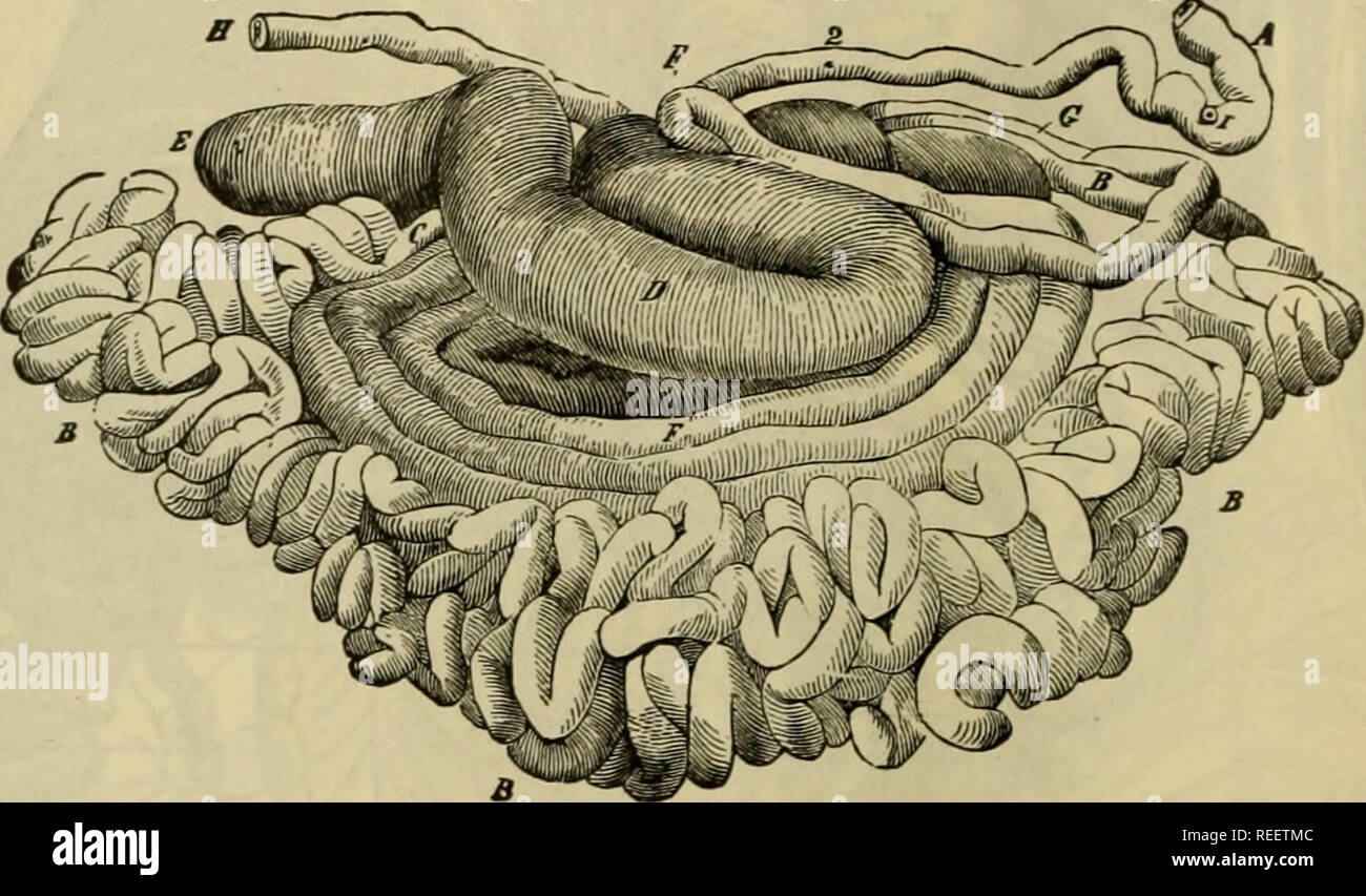Small intestine layers hi-res stock photography and images - Alamy