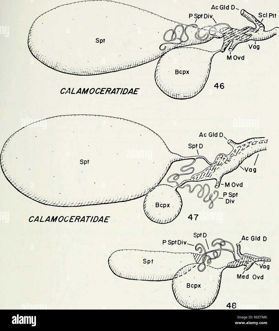 Helicopsychidae hi-res stock photography and images - Alamy