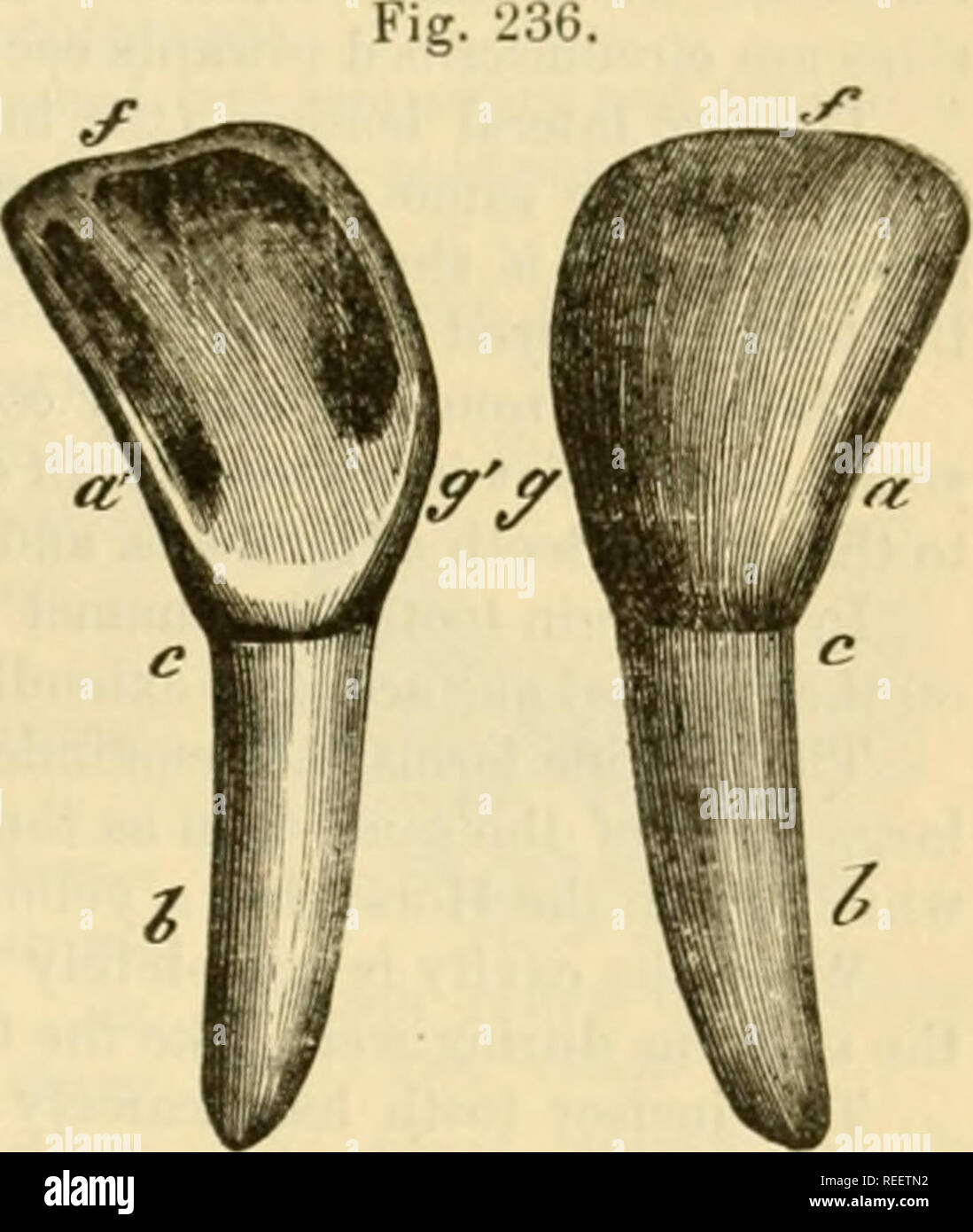 . The comparative anatomy of the domesticated animals. Horses ...