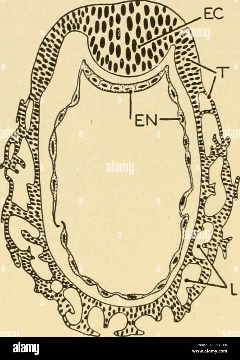 Development of the embryo of the bird hi-res stock photography and ...