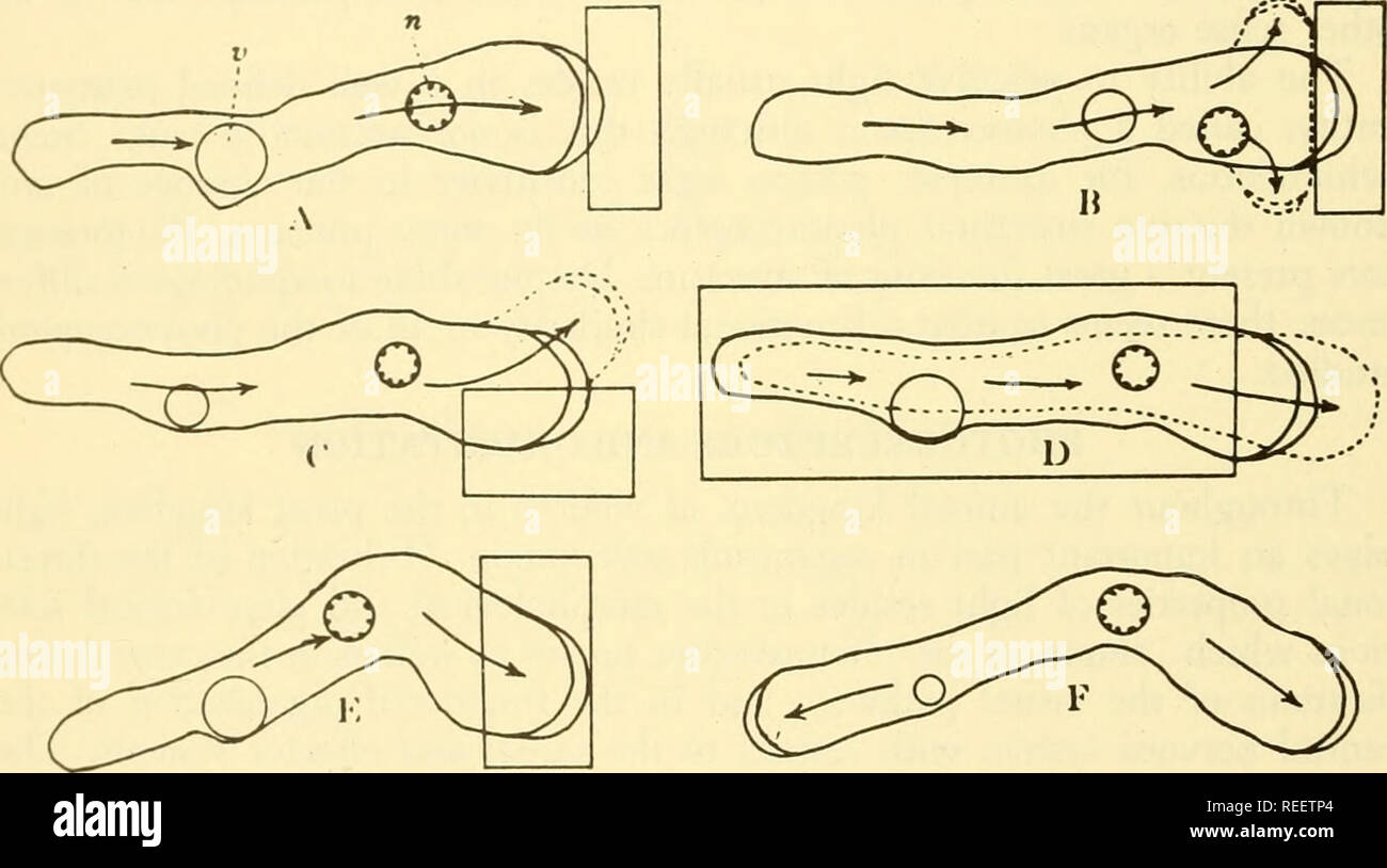 . Comparative animal physiology. Physiology, Comparative; Physiology ...