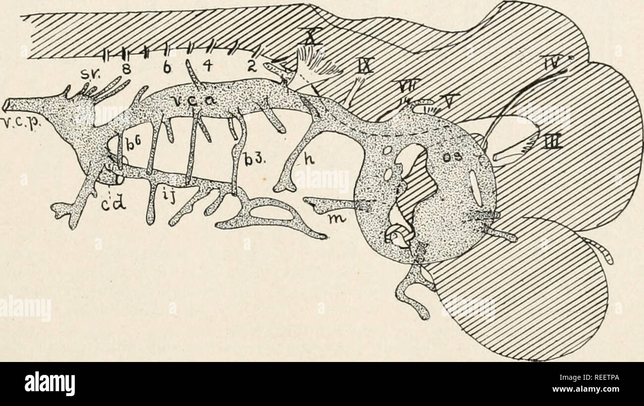 . Comparative anatomy of vertebrates. Anatomy, Comparative; Vertebrates ...