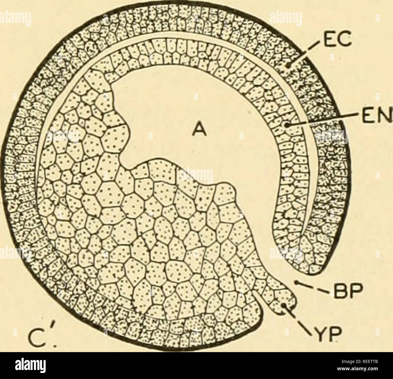 . Comparative anatomy. Anatomy, Comparative. Fig. 44.—Gastrulation in ...
