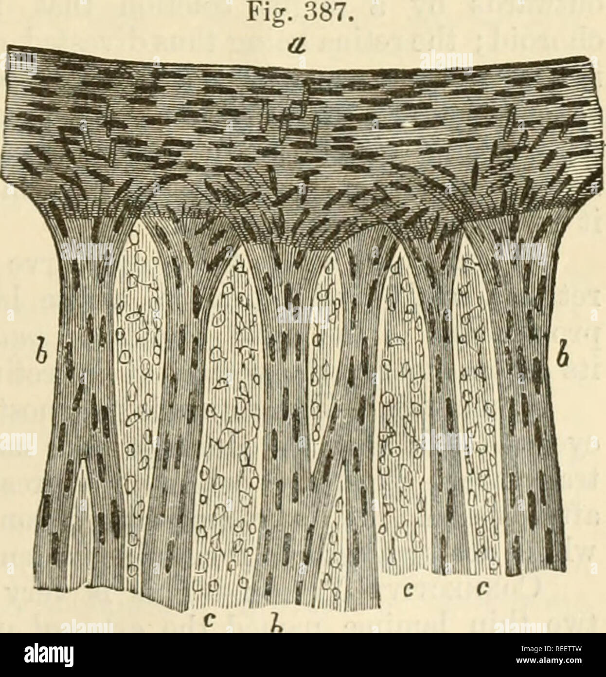 . The comparative anatomy of the domesticated animals. Veterinary ...