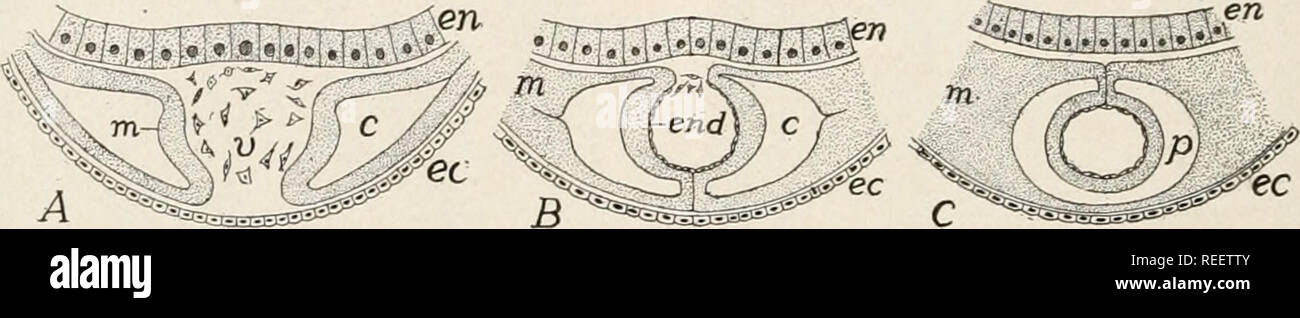 . Comparative anatomy of vertebrates. Anatomy, Comparative; Vertebrates ...