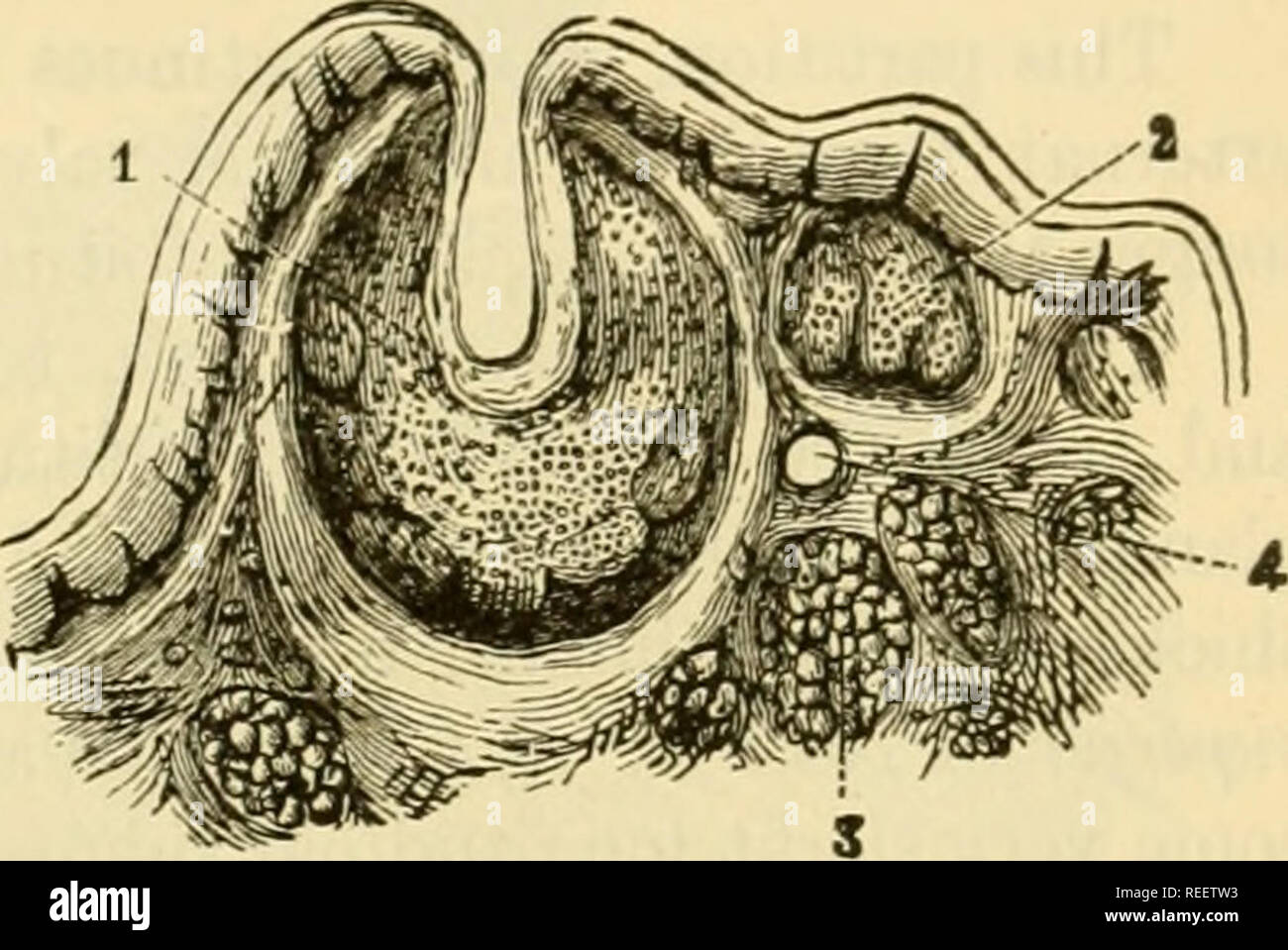 Isthmus of the fauces hi-res stock photography and images - Alamy