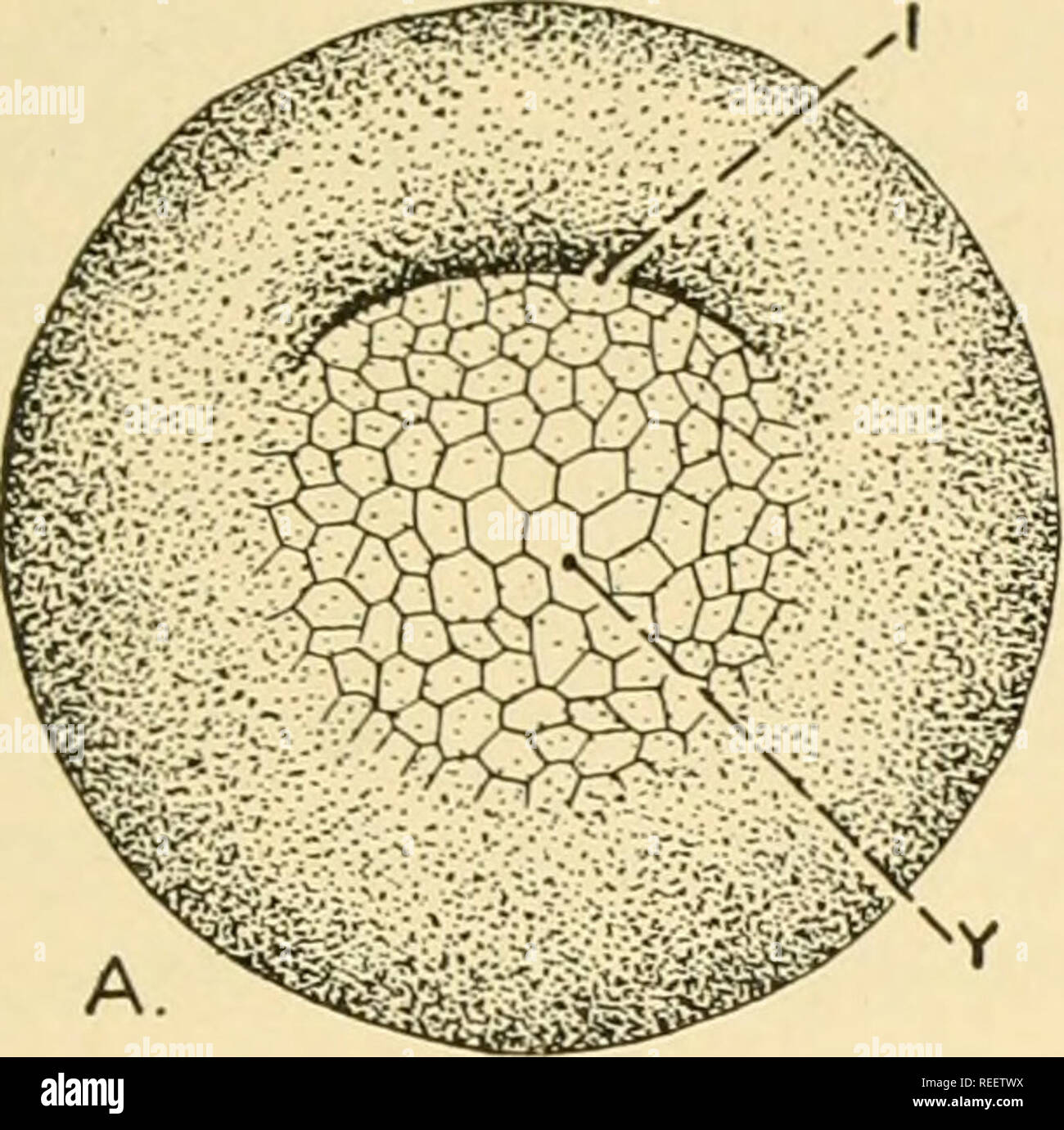 . Comparative anatomy. Anatomy, Comparative. REPRODUCTION 67 the ...