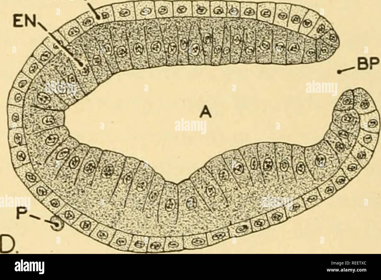 . Comparative anatomy. Anatomy, Comparative. ECx. Fig. 42.—Gastrulation ...
