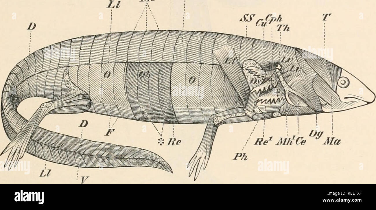 . Comparative anatomy of vertebrates. Anatomy, Comparative; Vertebrates ...