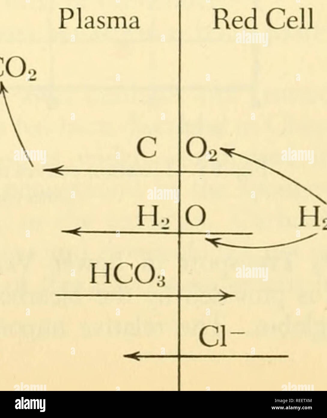 . Comparative animal physiology. Physiology, Comparative; Physiology ...