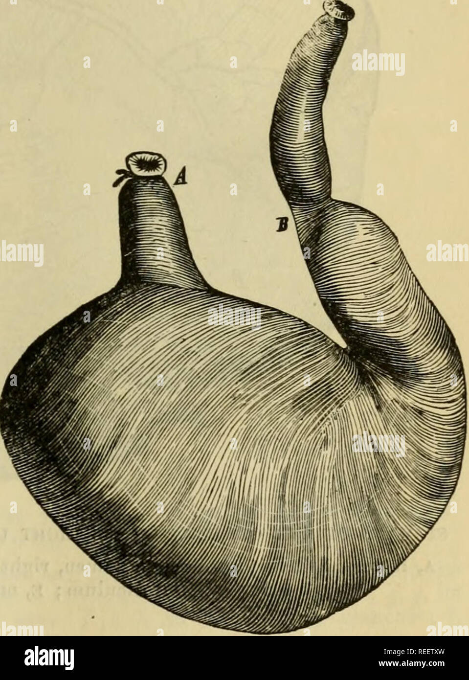 . The comparative anatomy of the domesticated animals. Veterinary ...