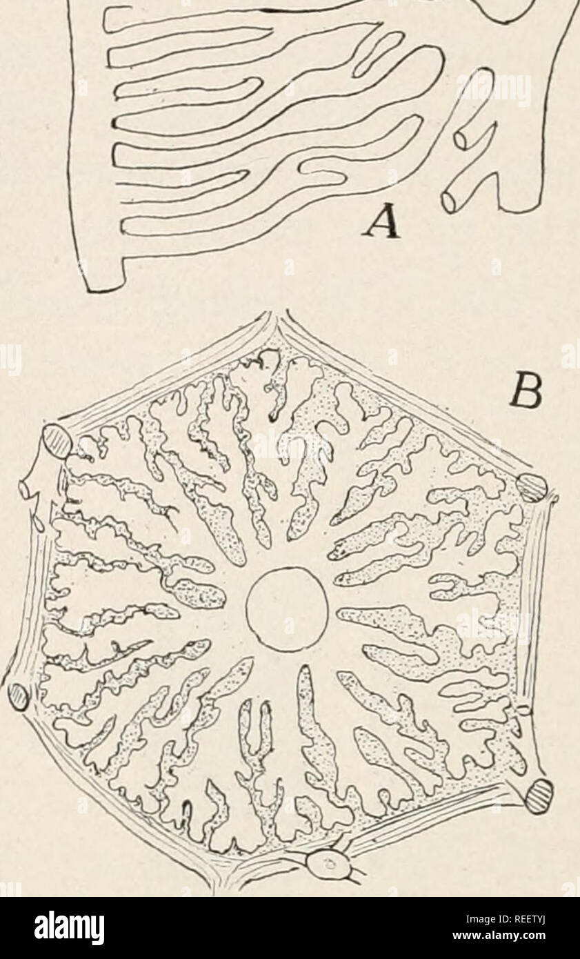 . Comparative anatomy of vertebrates. Anatomy, Comparative; Vertebrates ...
