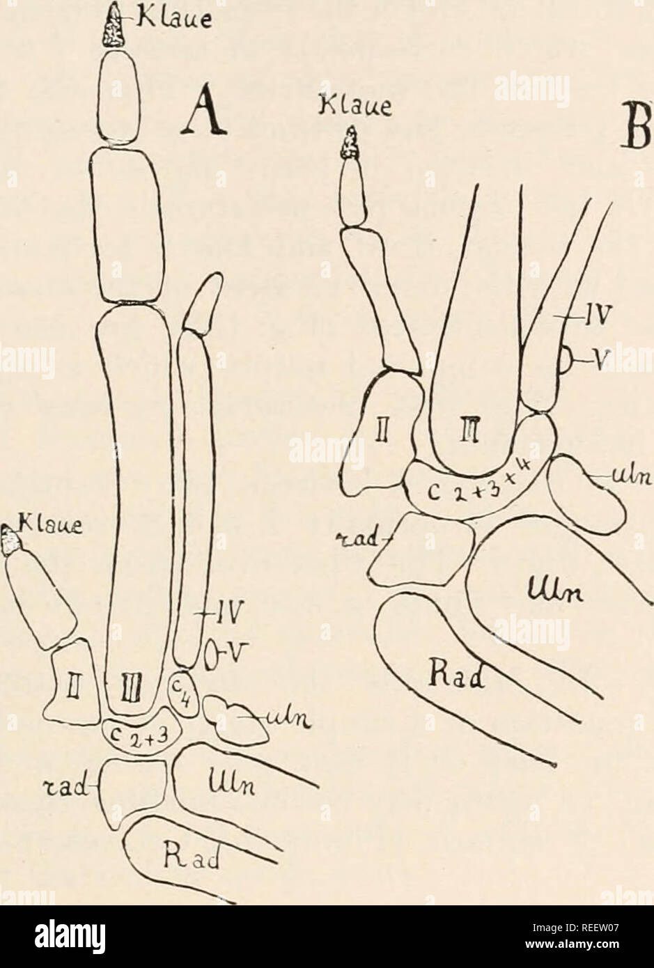 . Comparative anatomy of vertebrates. Anatomy, Comparative; Vertebrates ...