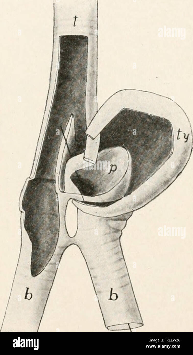 . Comparative anatomy of vertebrates. Anatomy, Comparative; Vertebrates ...