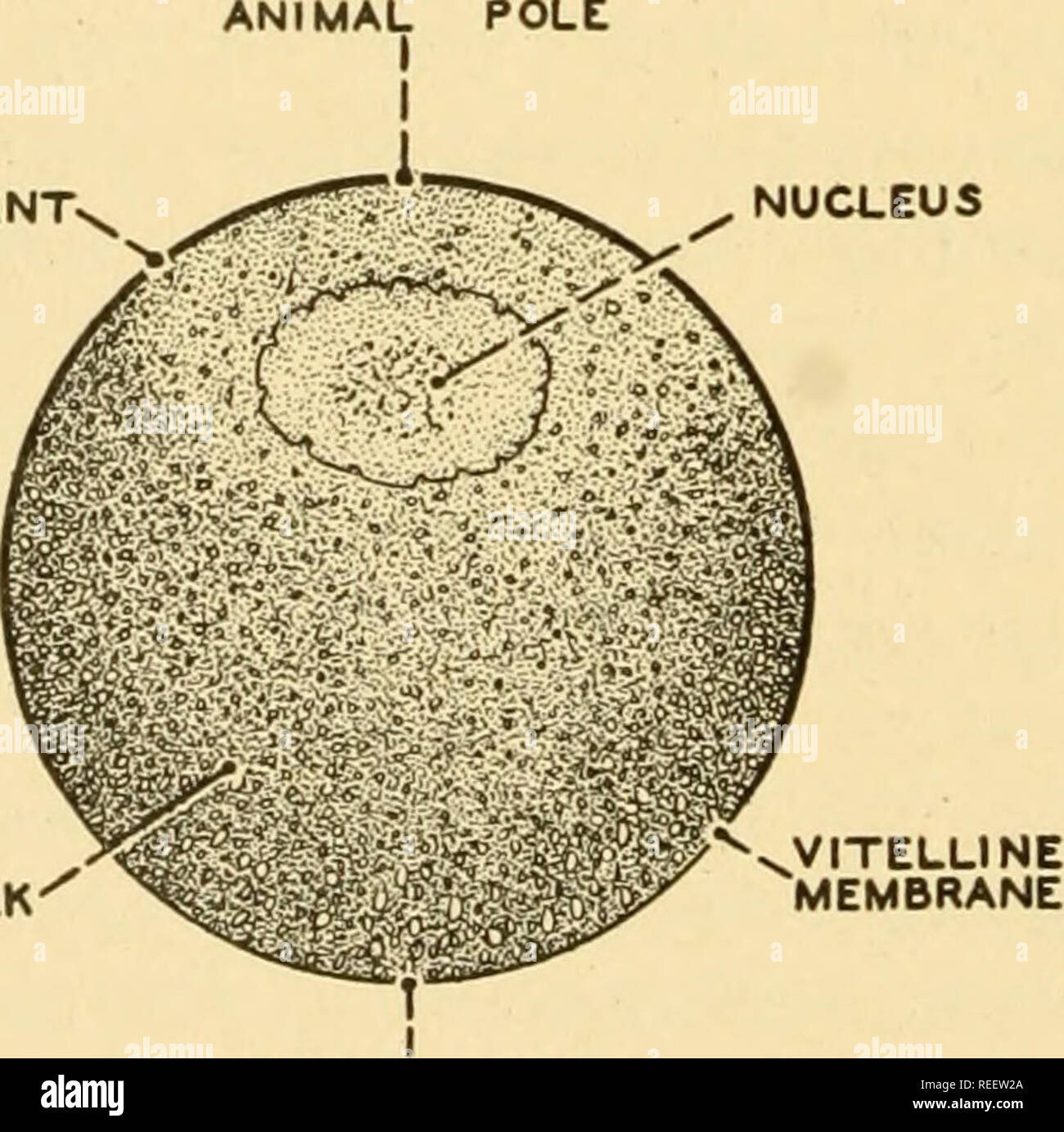 . Comparative anatomy. Anatomy, Comparative. NUCLEUS Fig. 37.—Cleavage ...