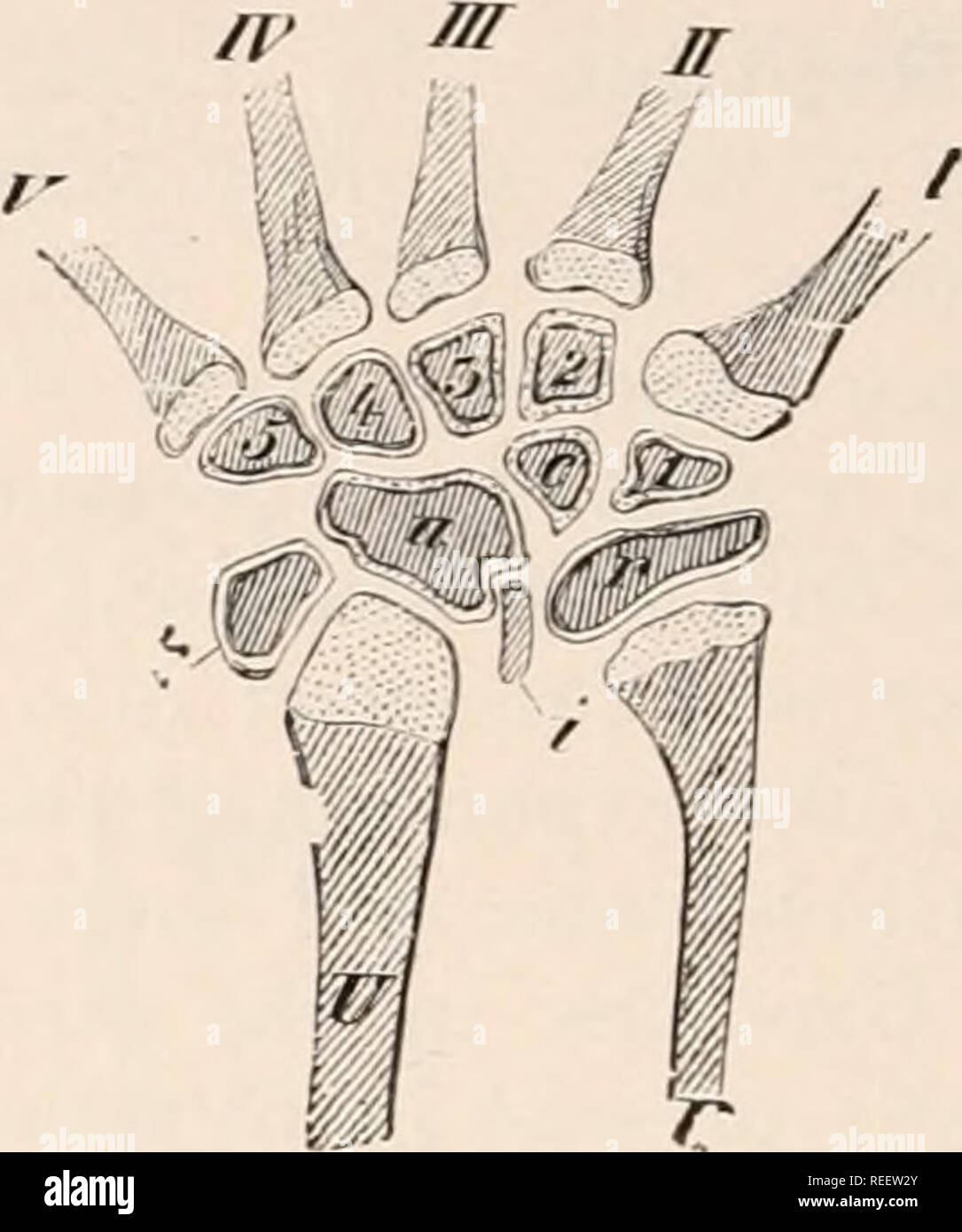 . Comparative anatomy of vertebrates. Anatomy, Comparative; Vertebrates ...