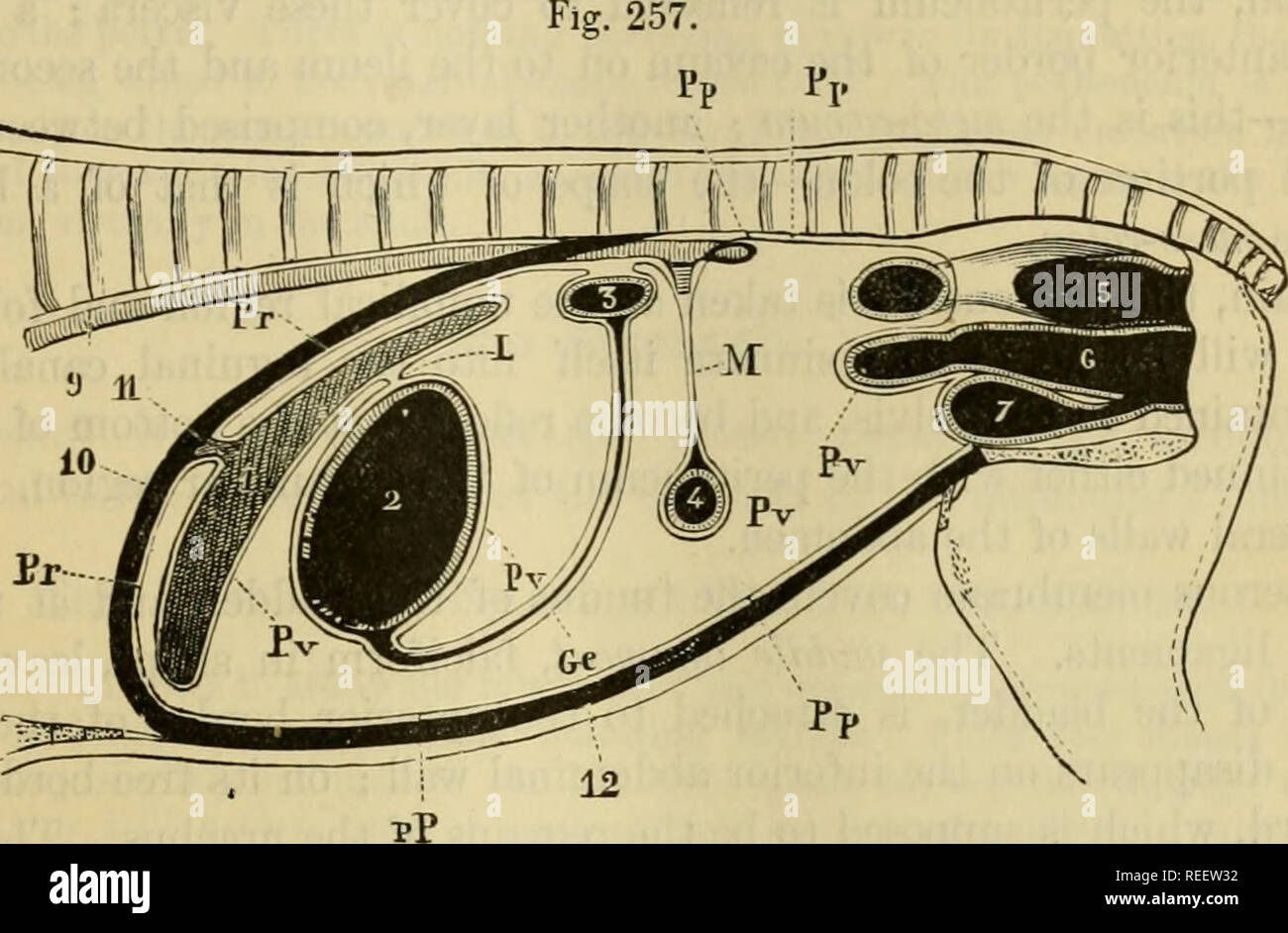 . The comparative anatomy of the domesticated animals. Veterinary ...