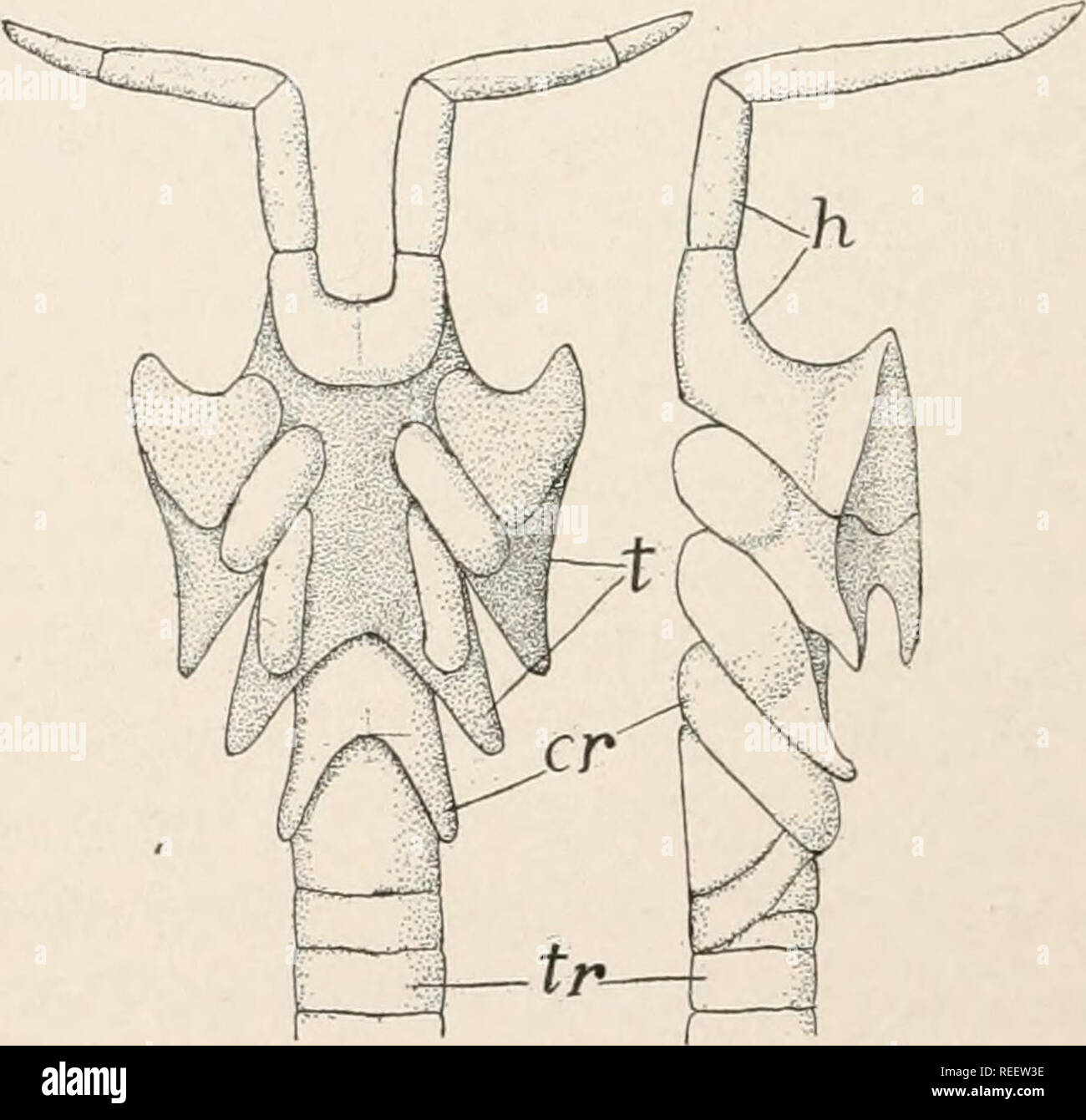 . Comparative anatomy of vertebrates. Anatomy, Comparative; Vertebrates ...