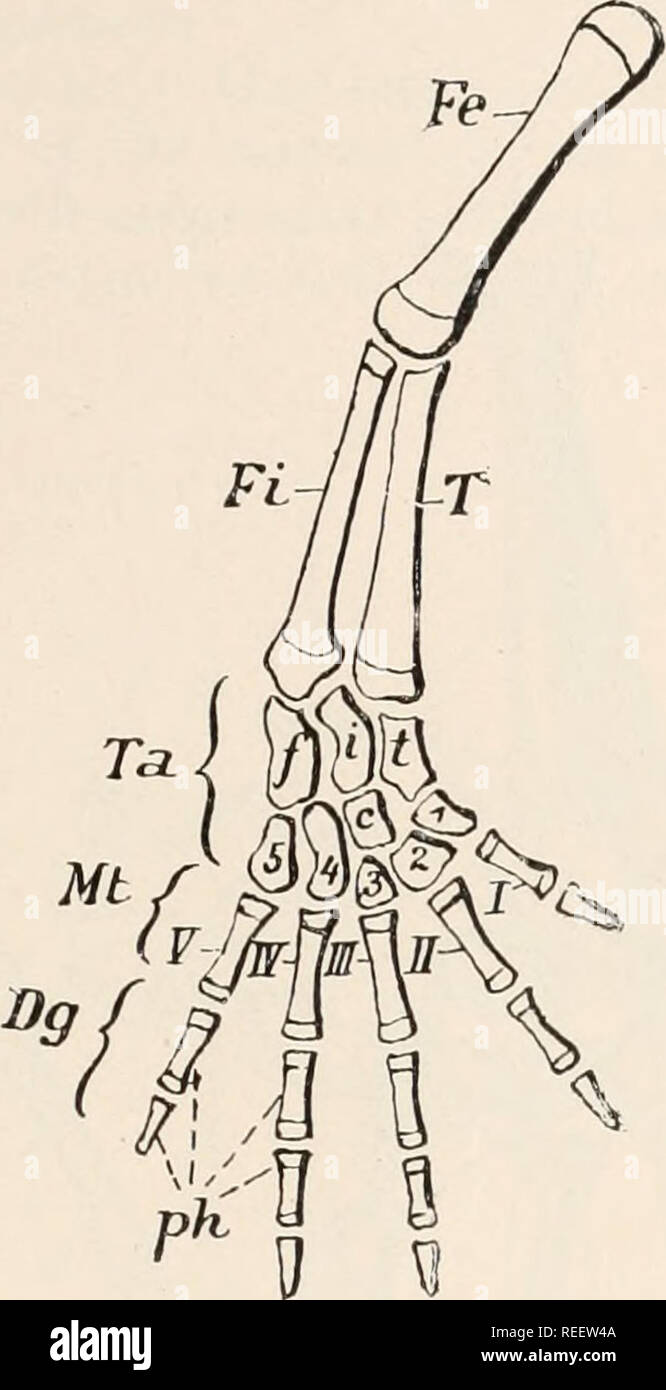 . Comparative anatomy of vertebrates. Anatomy, Comparative; Vertebrates ...