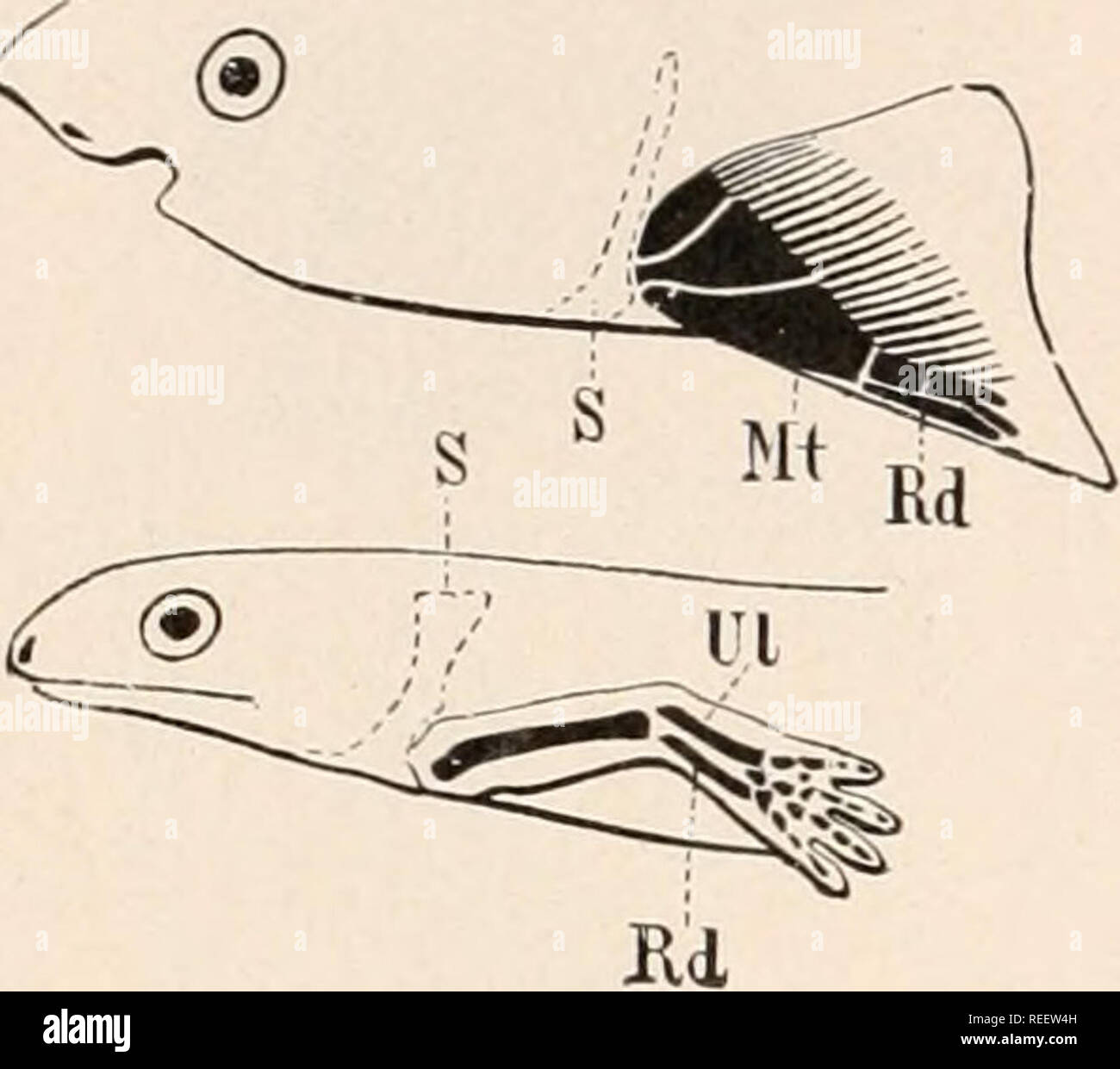 . Comparative anatomy of vertebrates. Anatomy, Comparative; Vertebrates ...