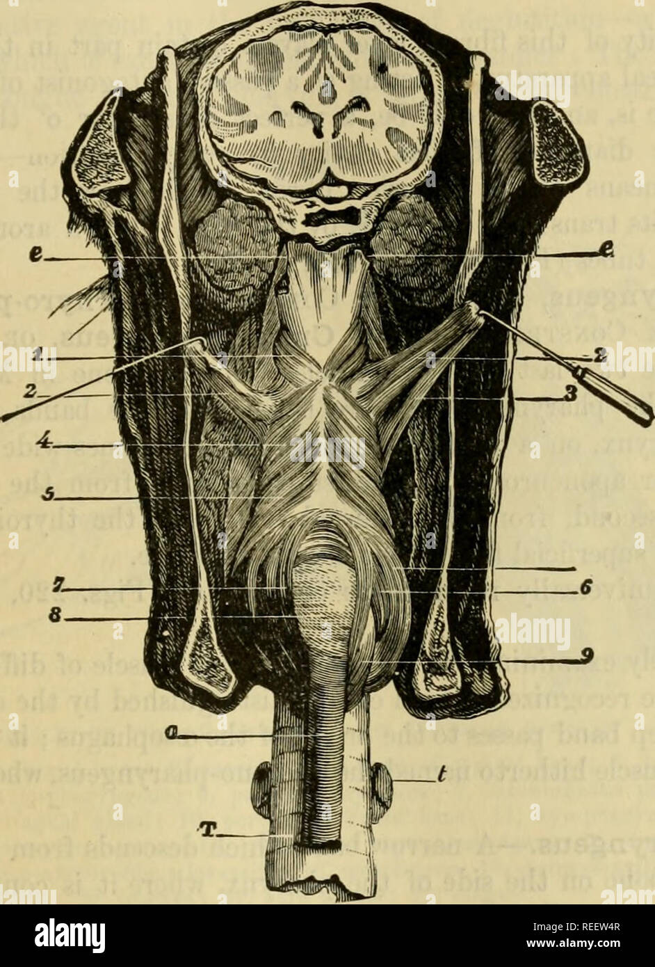 . The comparative anatomy of the domesticated animals. Veterinary ...