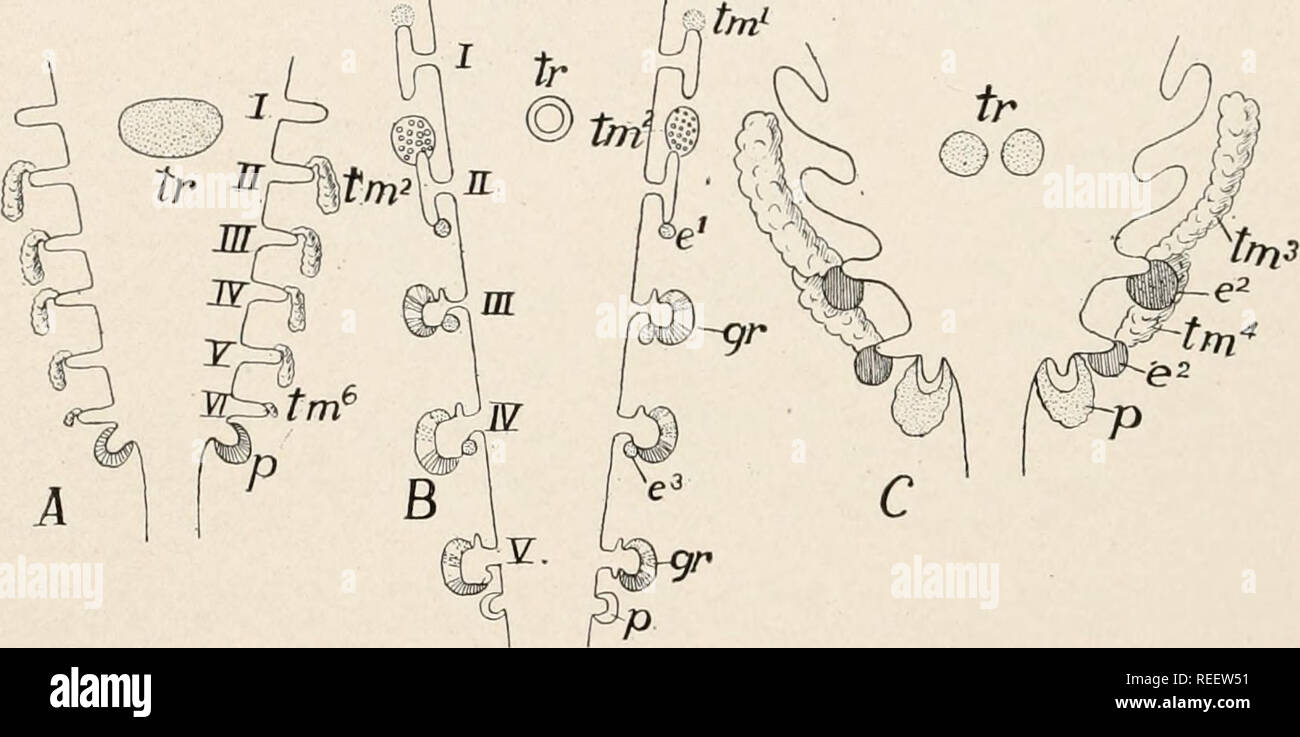 . Comparative anatomy of vertebrates. Anatomy, Comparative; Vertebrates ...