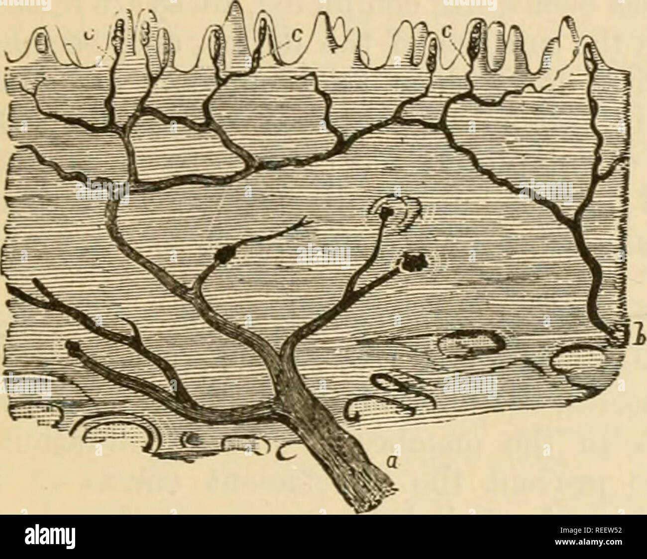 . The comparative anatomy of the domesticated animals. Veterinary ...