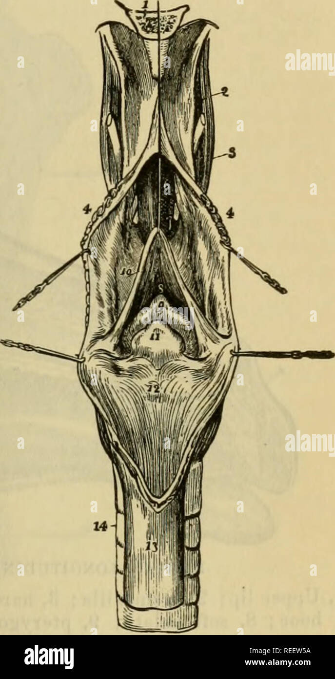. The comparative anatomy of the domesticated animals. Veterinary ...