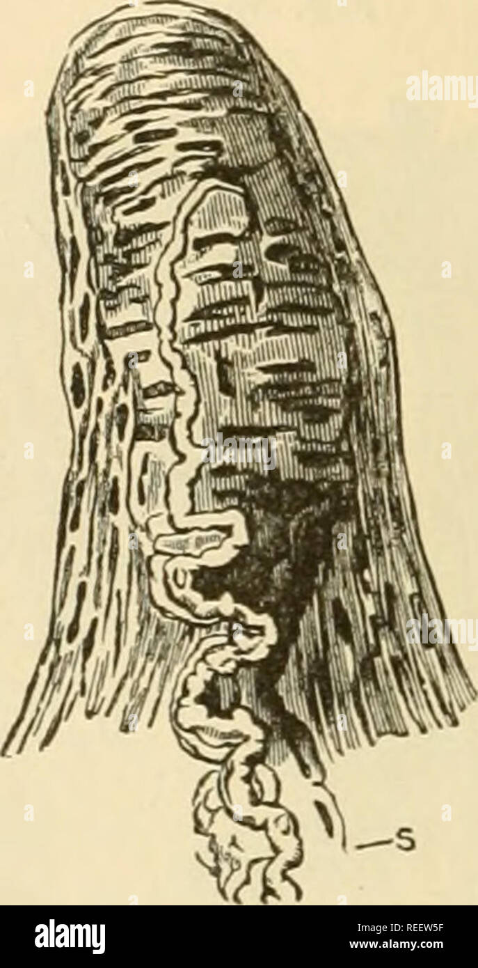 . The comparative anatomy of the domesticated animals. Veterinary ...