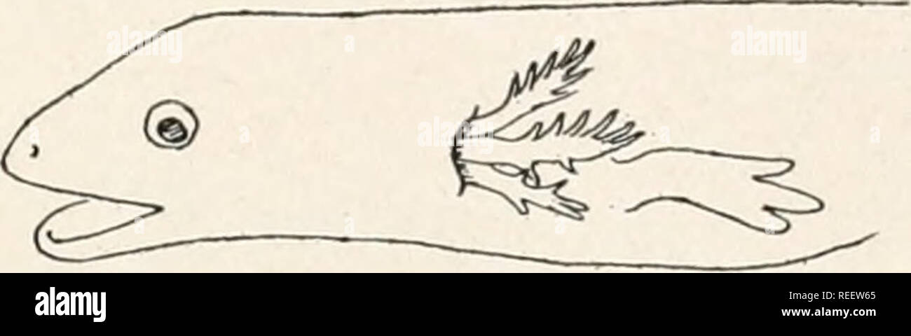 . Comparative anatomy of vertebrates. Anatomy, Comparative; Vertebrates ...