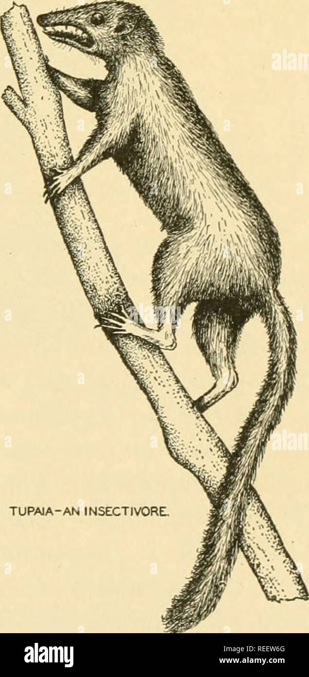 . Comparative anatomy. Anatomy, Comparative. ORNITHORHYNCHUS Fig. 21 ...